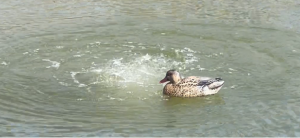 DIY Pond Aeration | HIBLOW USA